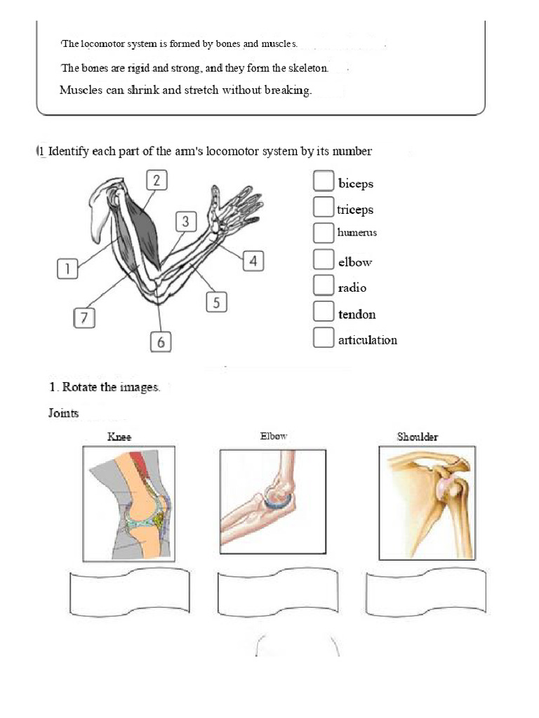 What Is The Locomotor System Made Of? | PDF