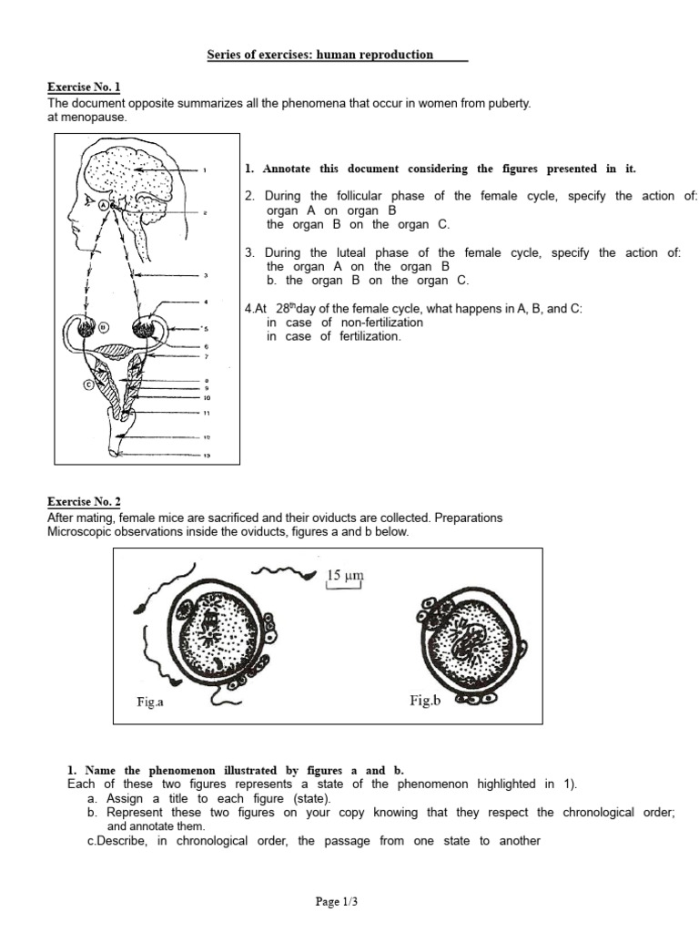 Series of Exercises: Human Reproduction: Exercise No. 1 | PDF ...