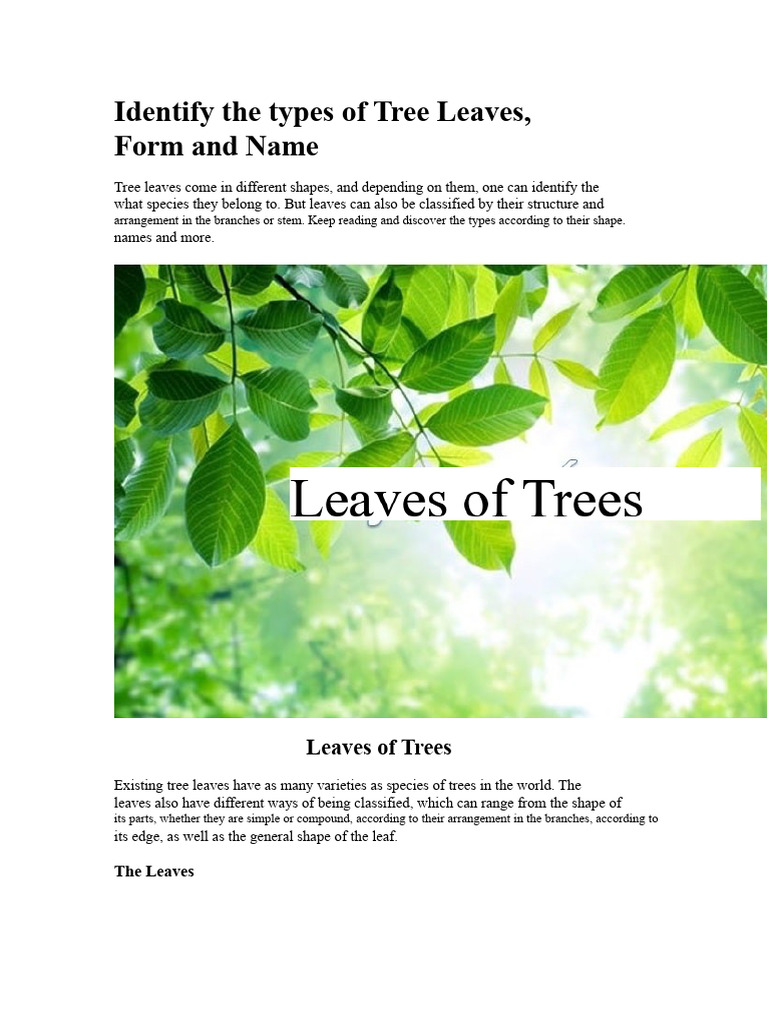 Types and Classification of Tree Leaves | PDF | Leaf | Plants