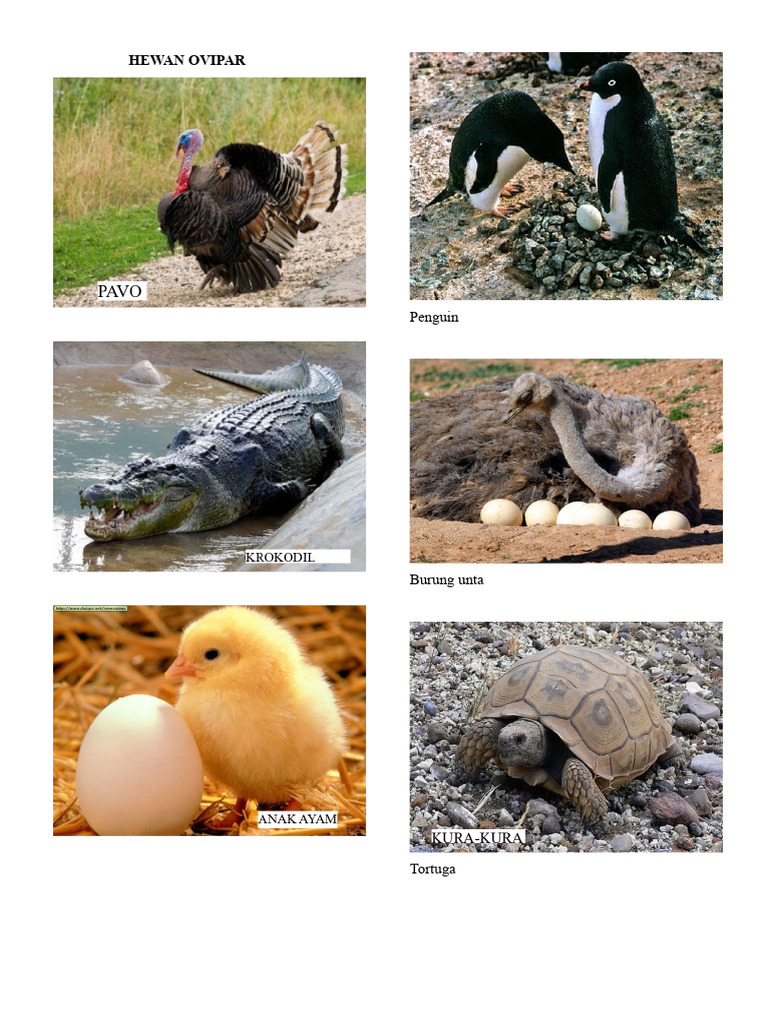 Hewan Ovipar Vivipar Dan Ovovivipar | PDF