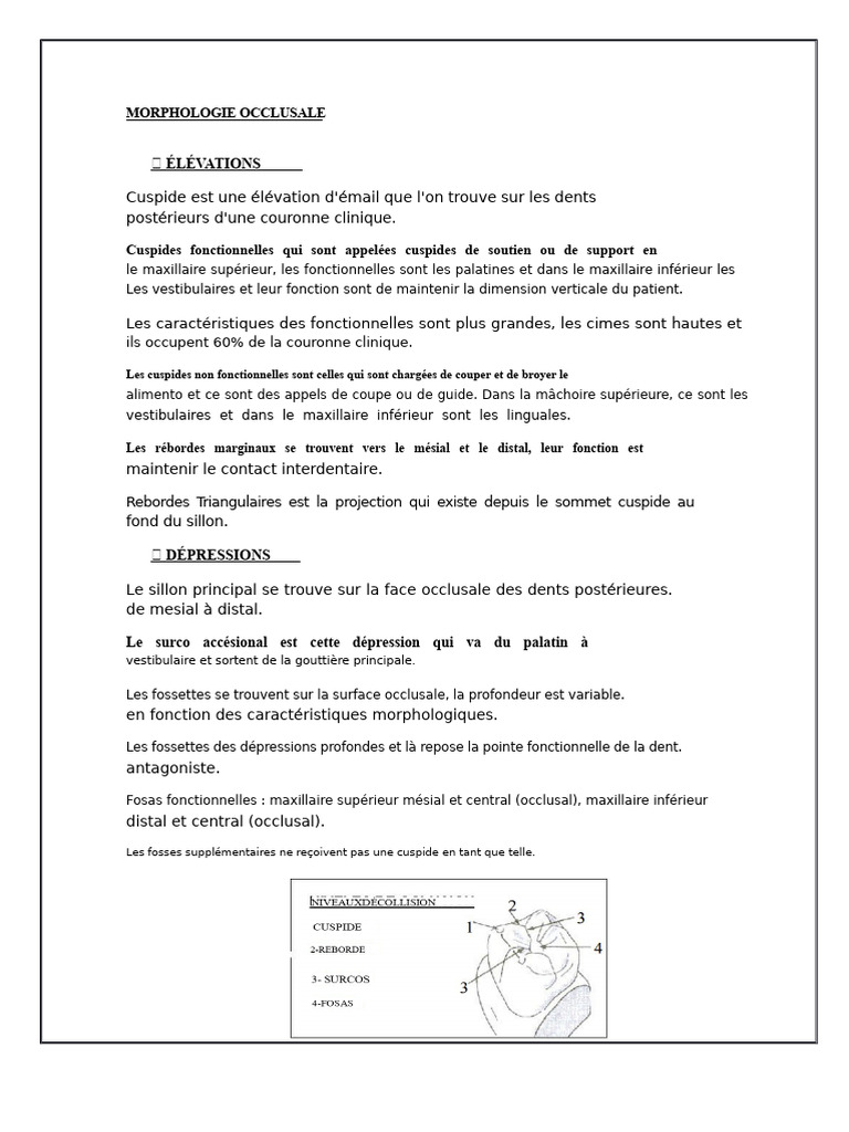 Morphologie Occlusale : Cuspides et Dépressions | PDF | Dent | Dentisterie