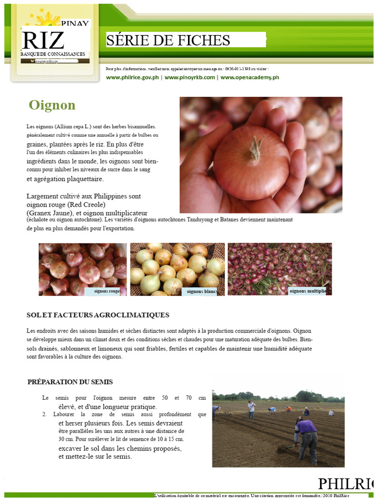 Guide complet sur la culture des oignons | PDF | Oignon | Semis