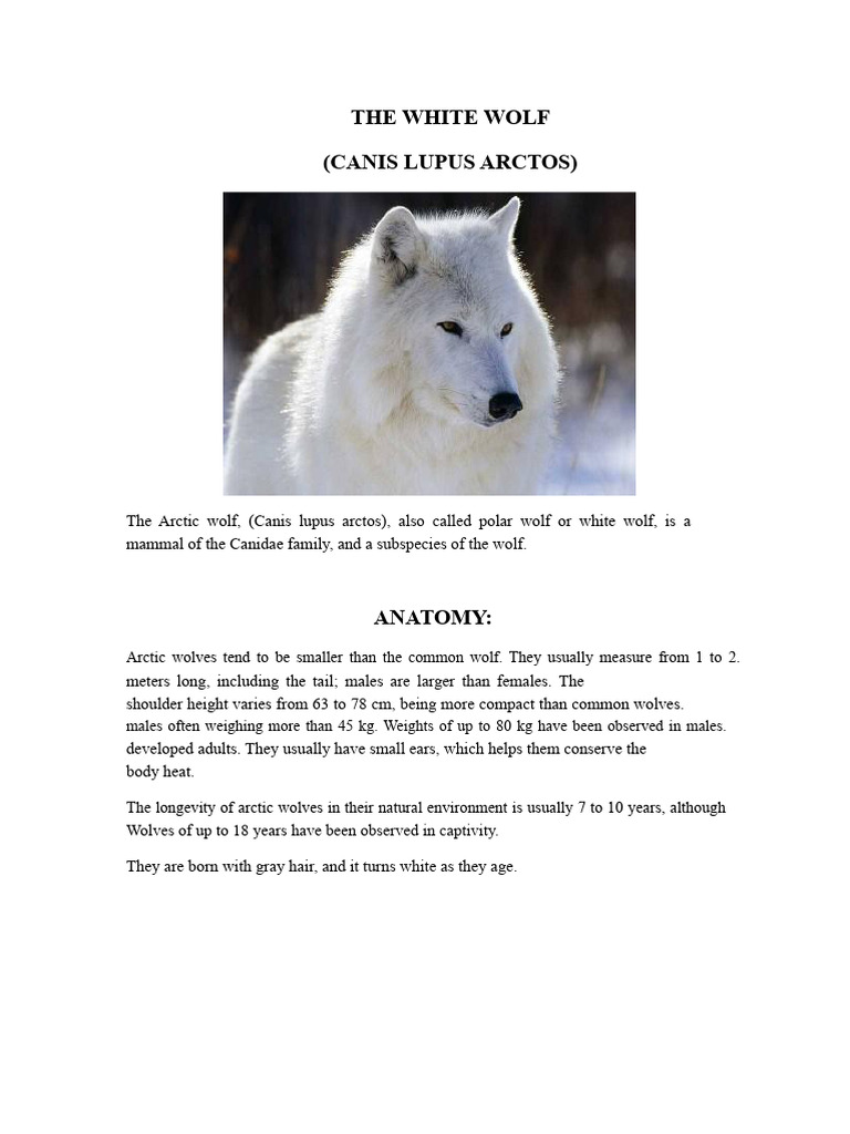 Arctic Wolf: Characteristics and Habitat | PDF | Fauna | Carnivorous ...