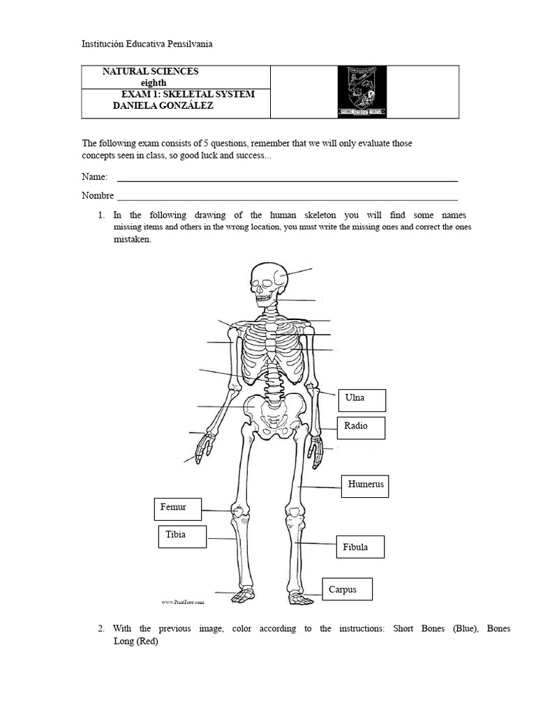 Eighth Grade Exam on Skeletal System | PDF | Bone | Joint