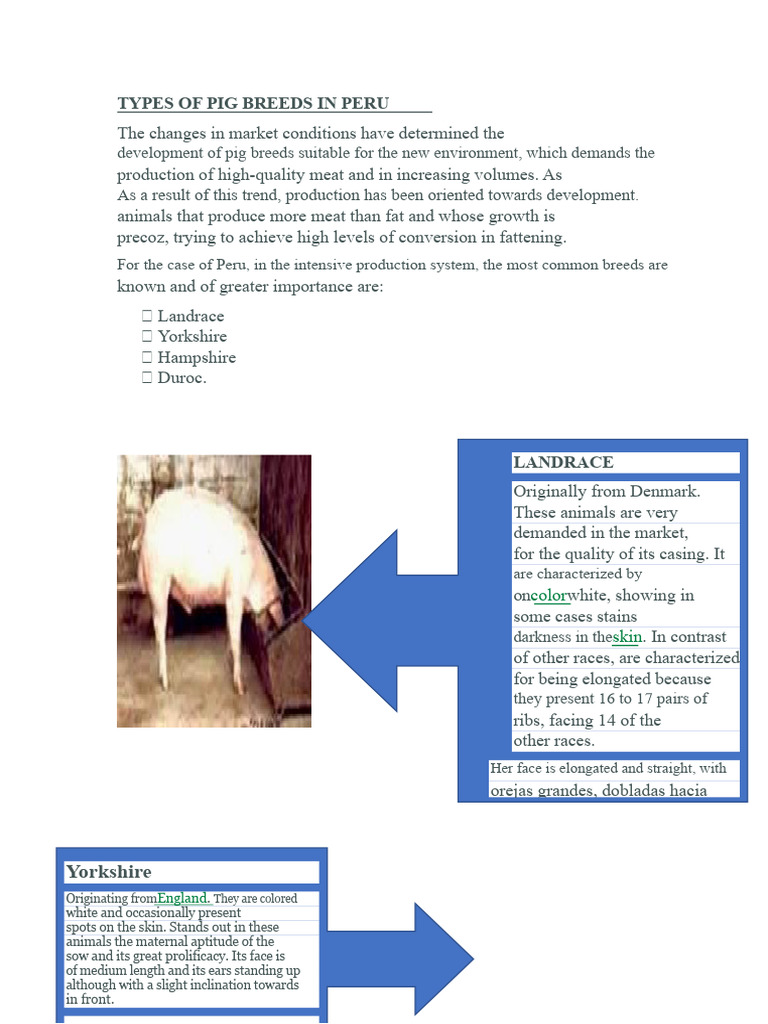 Pig Breeds in Peru: Key Varieties | PDF | Pig | Meat
