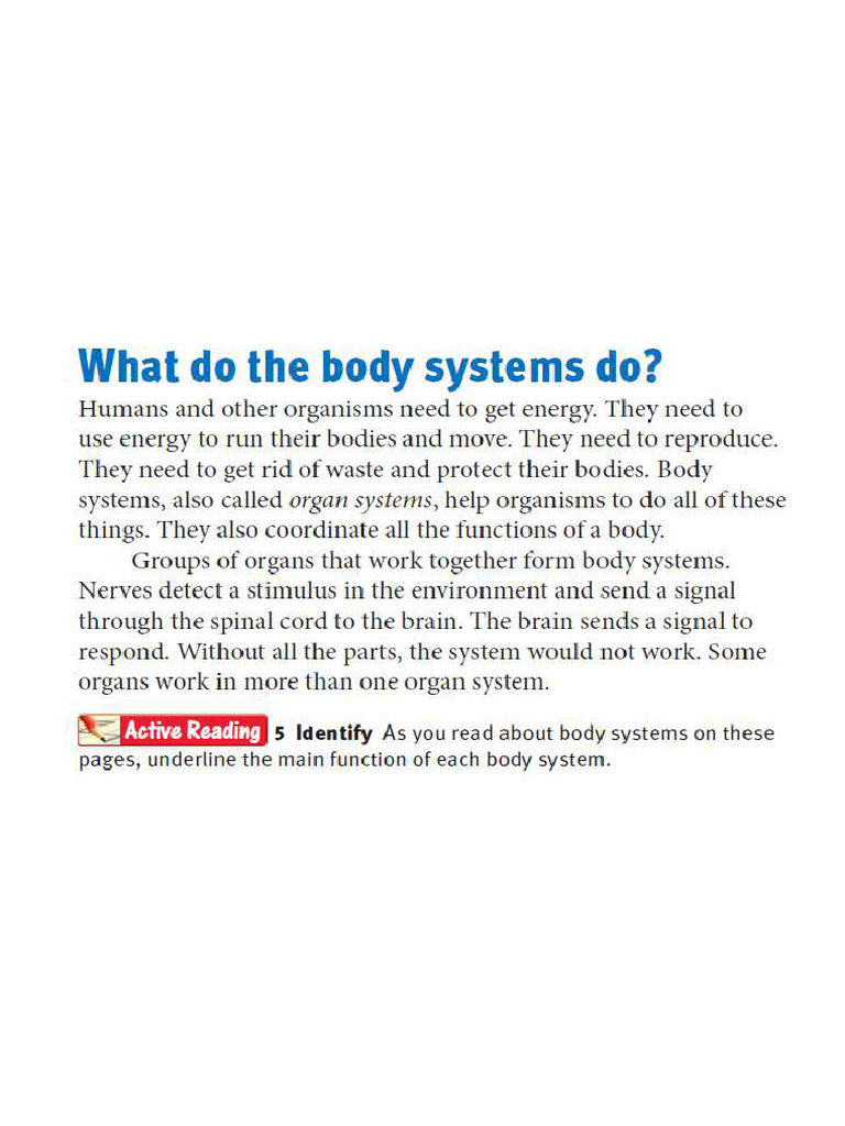 Grade 8 Body Systems | PDF
