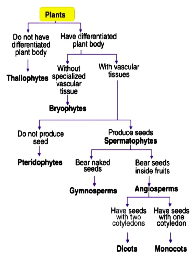 Flow Chart Classification | PDF | Skeletal System | Human Anatomy