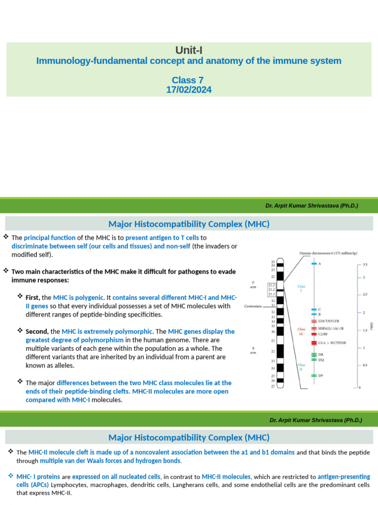 Class 7 PPT Overview of Immune System PPT 17-02-2024 | PDF | Immune System | Major ...