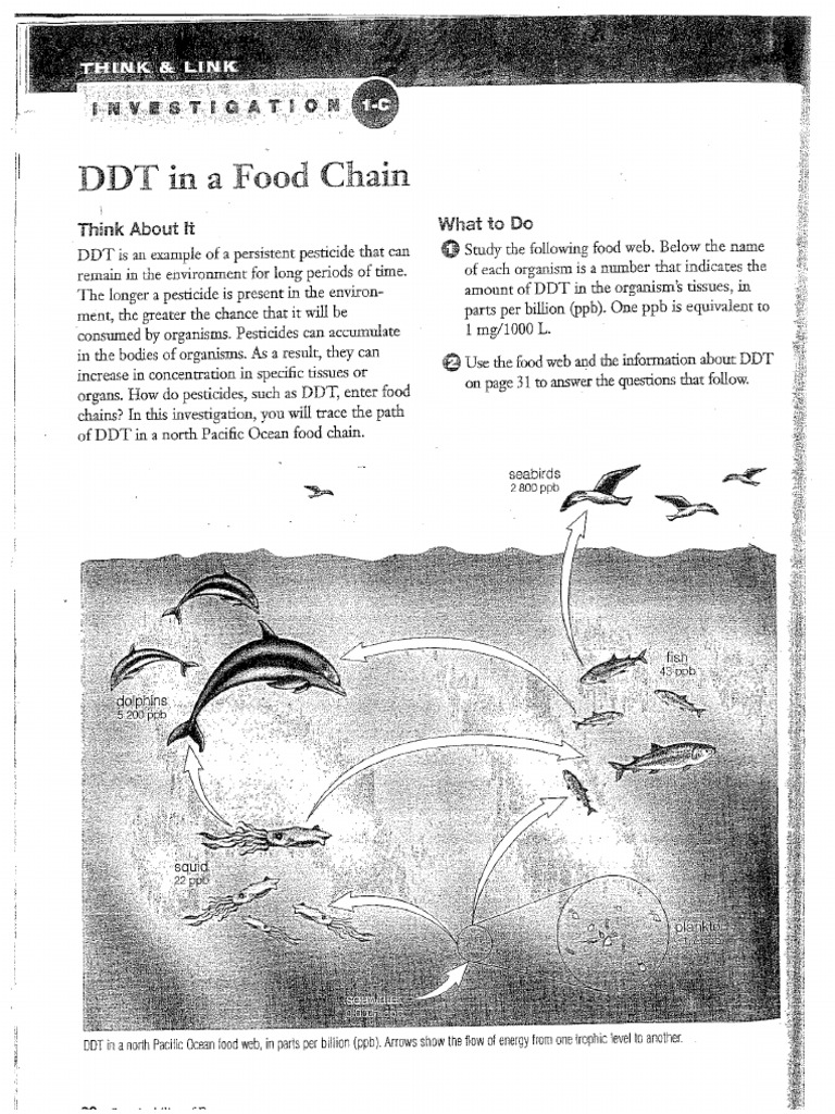 DDT in A Food Chain (Dec 16, 2024) | PDF