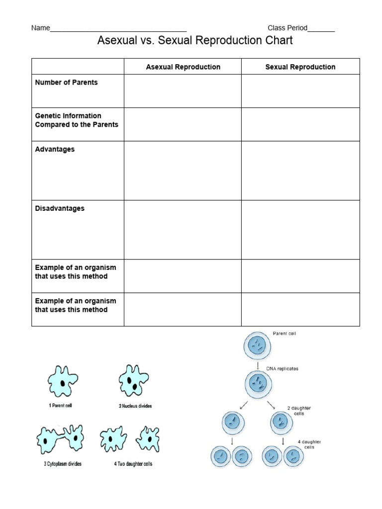 Asexual vs. Sexual Reproduction Chart | PDF