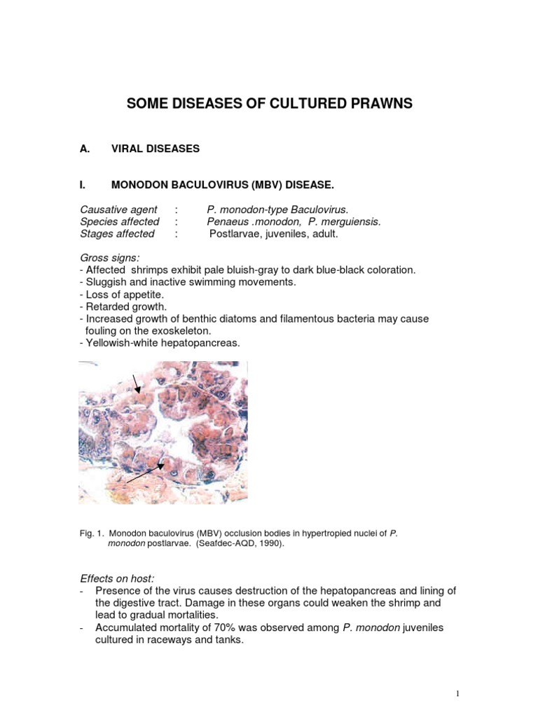 Diseases of Cultured Prawns | PDF | Infection | Virus