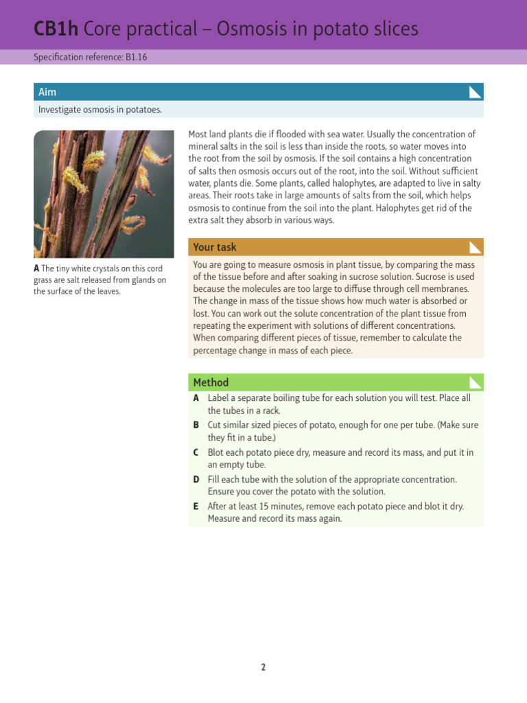 Osmosis Experiment with Potato Slices | PDF | Osmosis | Soil