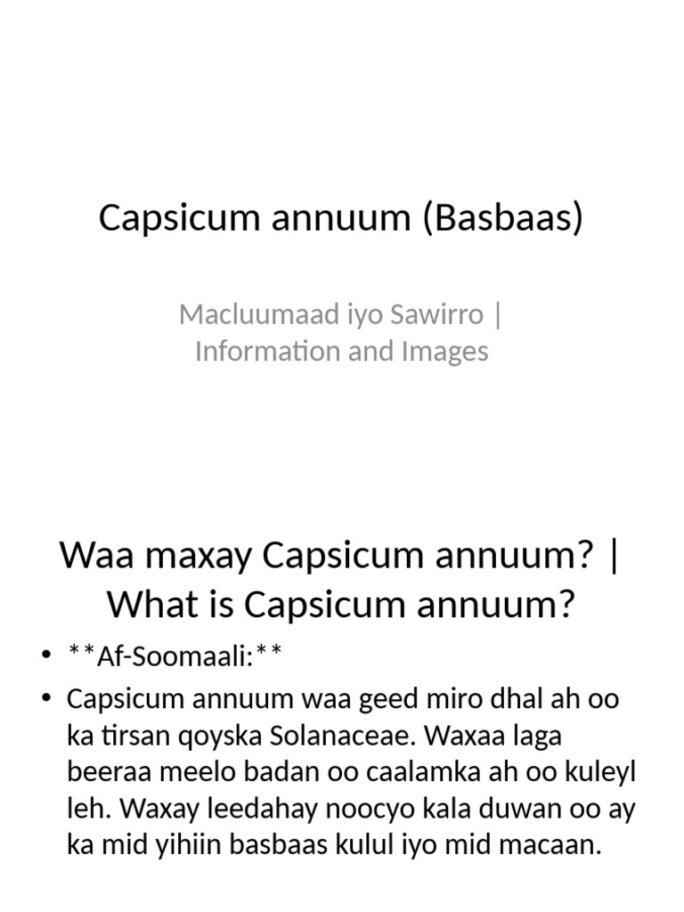 Capsicum Annuum Bilingual Presentation | PDF