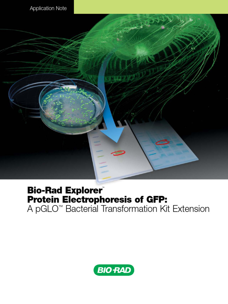 Biorad -PGLO Transformation Application | PDF | Protein Structure | Gel ...