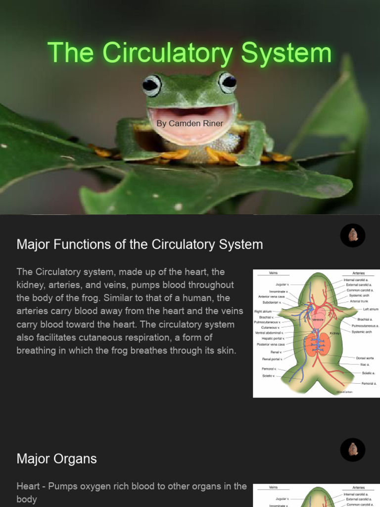 Human and Amphibian Comparative Anatomy | PDF | Circulatory System | Heart