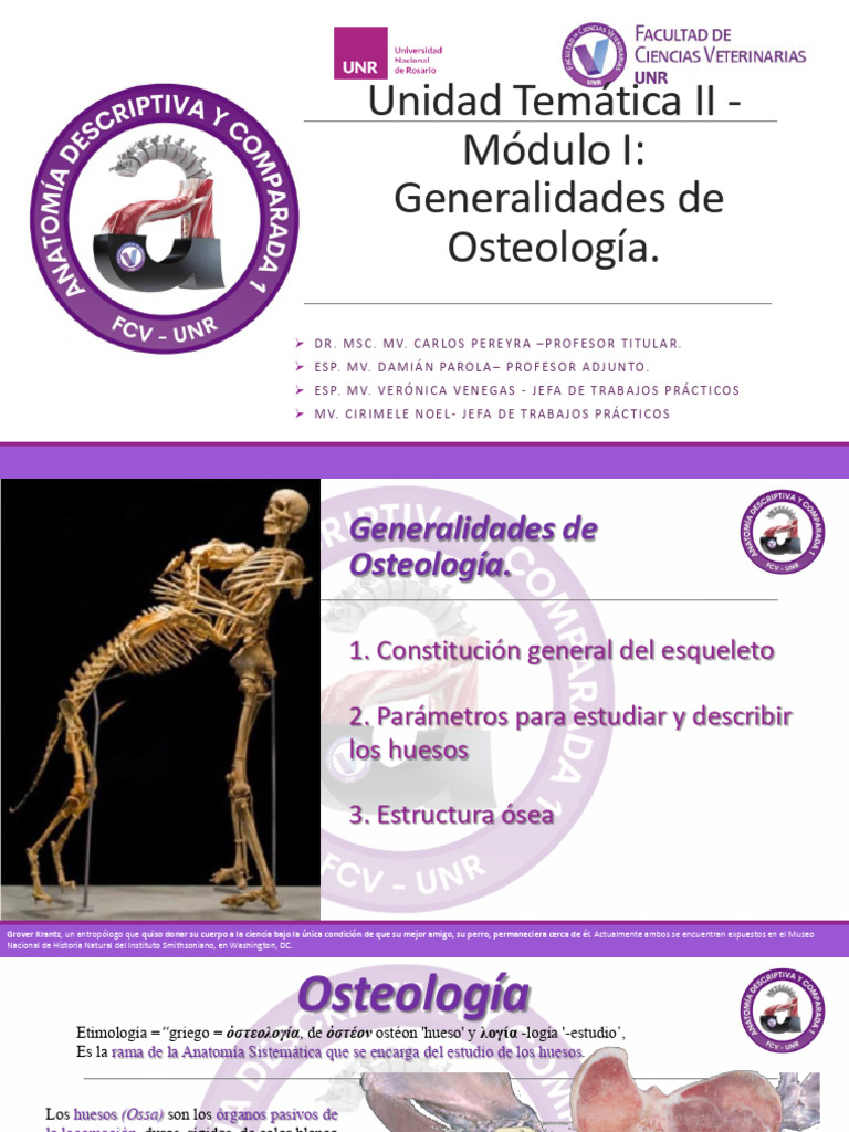 Generalidades de Osteología y Esqueleto | PDF | Esqueleto | Hueso