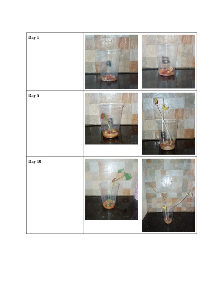 Biology Germination Lab Results | PDF