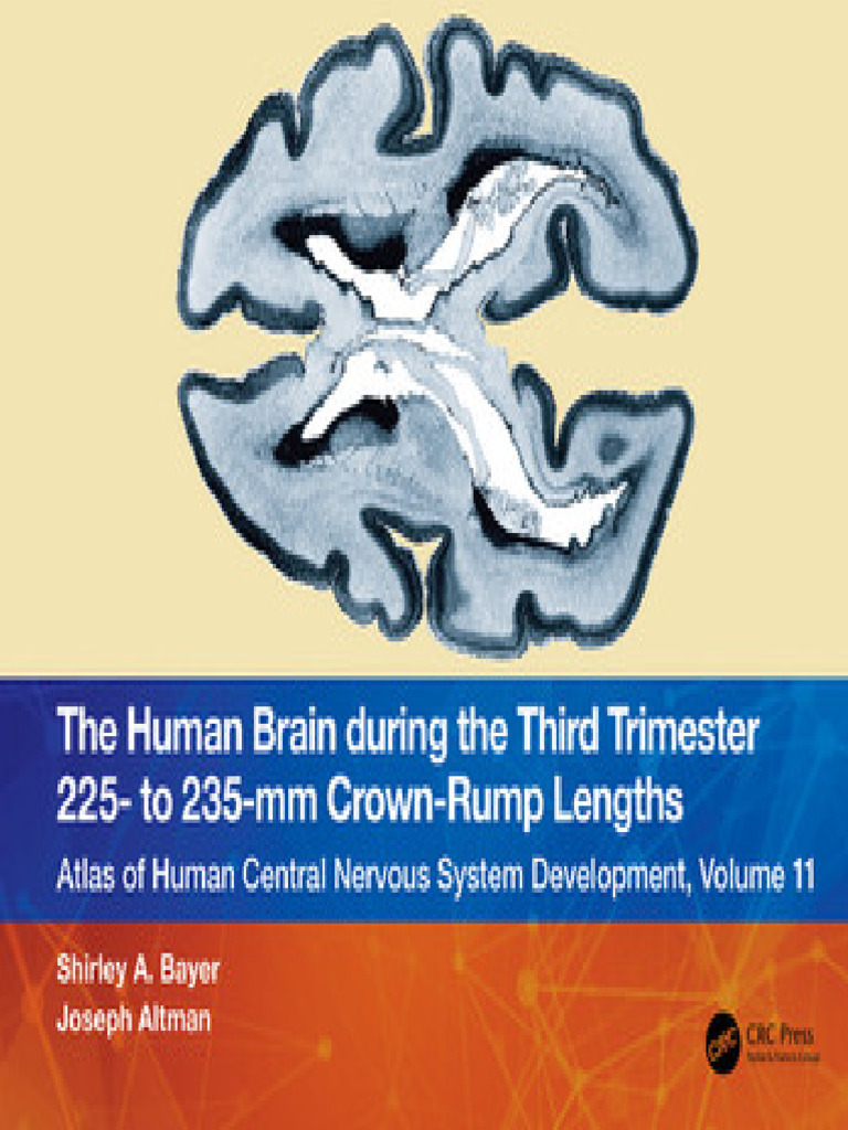 The Human Brain During The Third Trimester 225 - To 235-mm Crown-Rump ...
