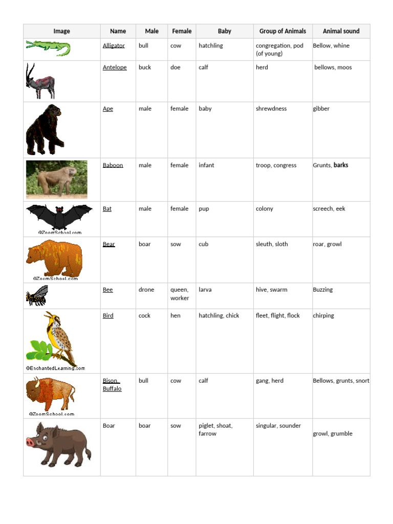 Animal Gender Names and Baby Names | PDF | Chicken | Domesticated Animals