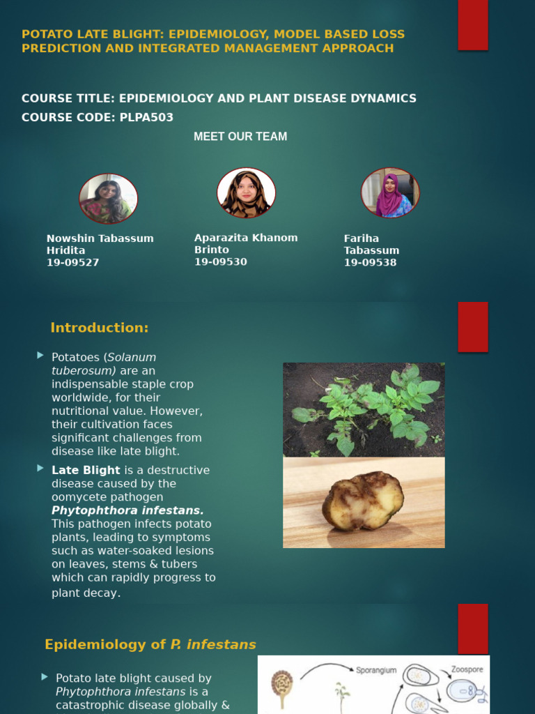 Potato Late Blight 503 - 1 | PDF | Potato | Plants