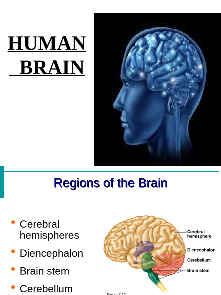 Session 9 Structure of Brain and Spinal Cord | PDF | Cerebrum ...