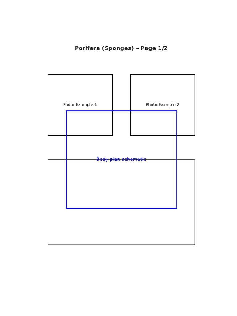 Overview of Animal Phyla Characteristics | PDF | Animal Phyla | Eukaryotes