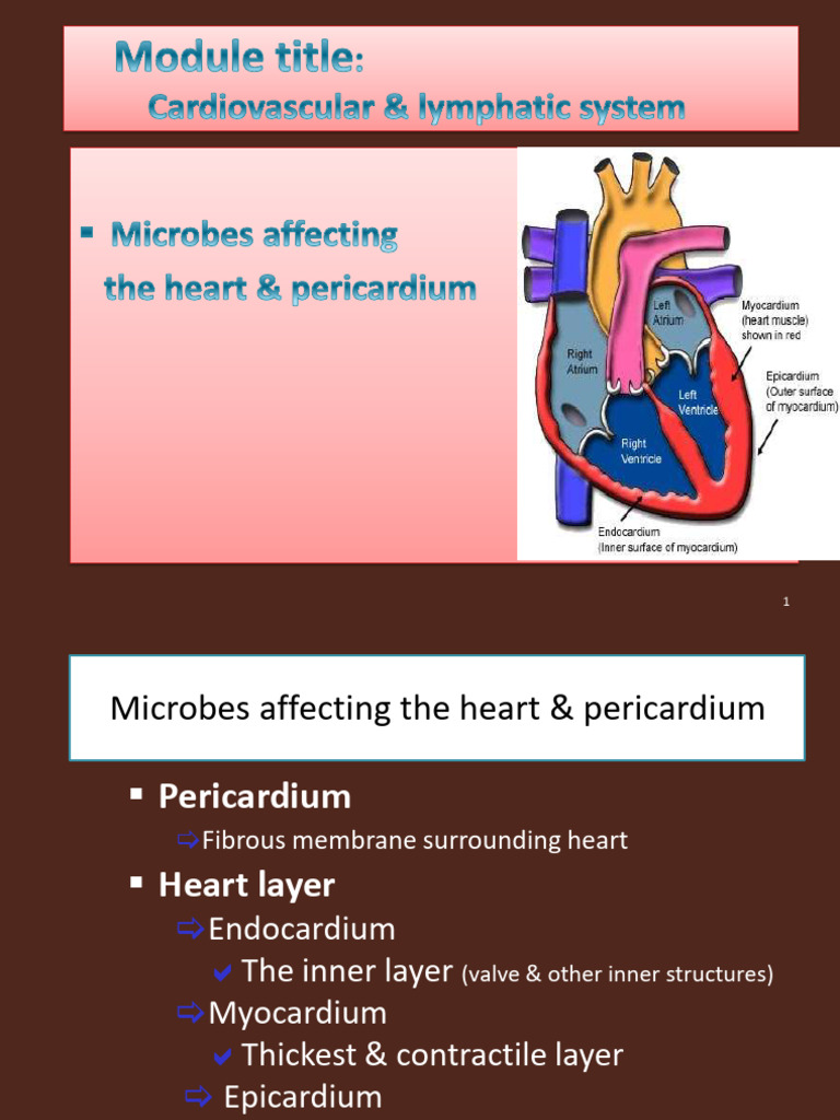 Cardiovascular and Lymphatic System | PDF | Streptococcus | Infection