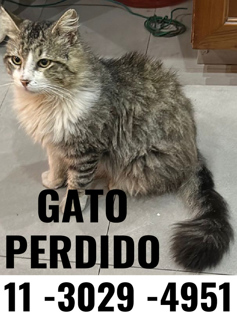 Gato Perdido | PDF