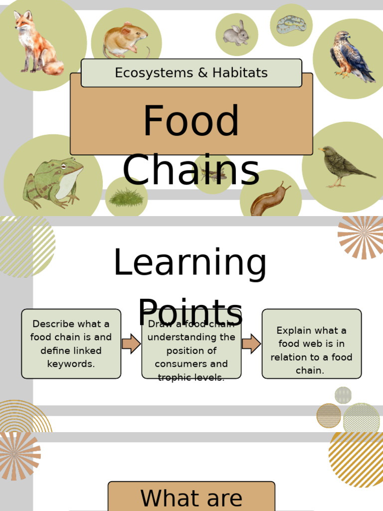 Food Chains Biology Presentation in A Green Brown Illustrative Style | PDF