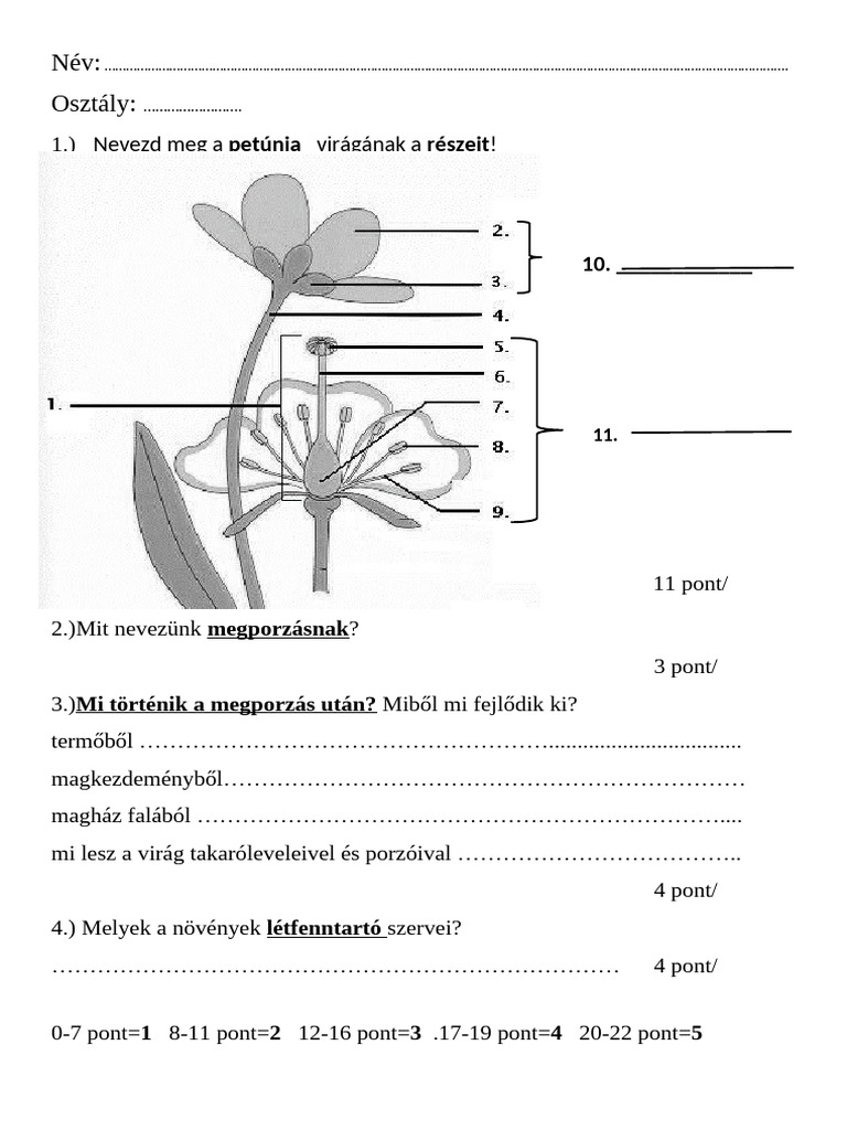 Röpdolgozat Virágos Növény Részei | PDF