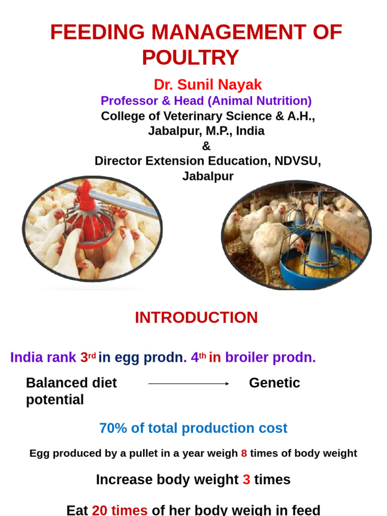 Poultry Feeding Management Guide | PDF | Calcium | Amino Acid