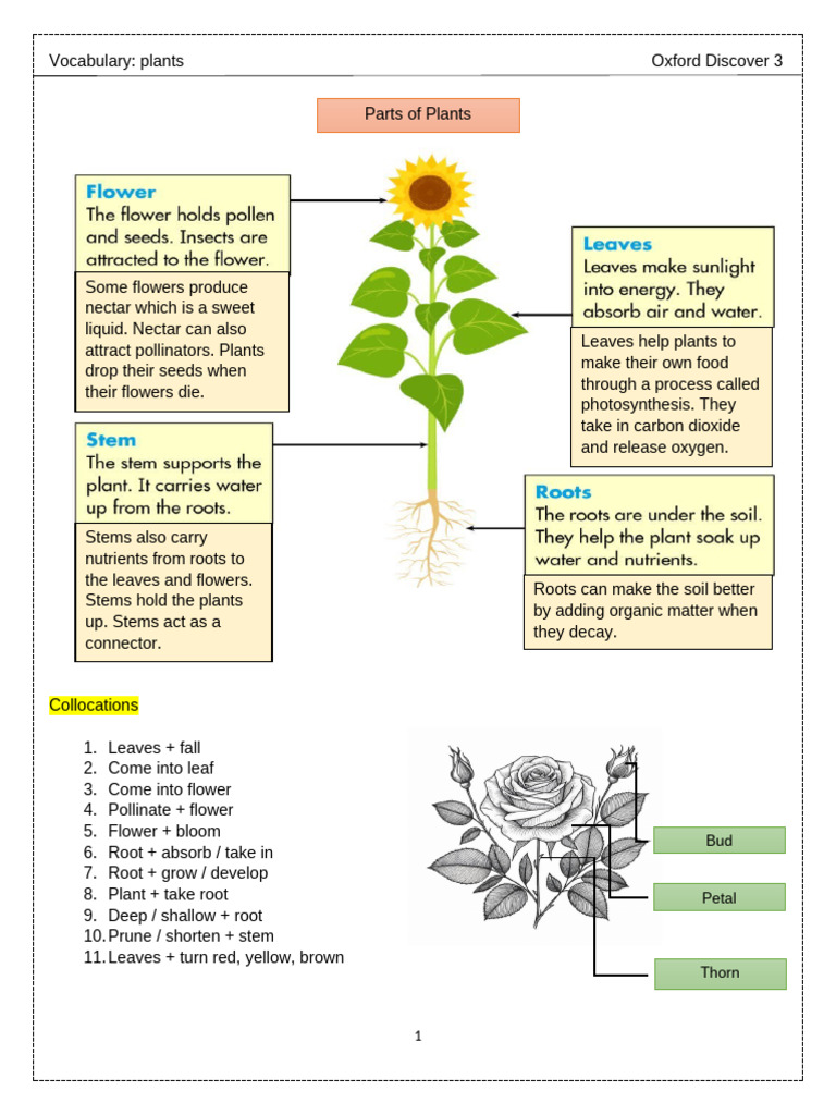 Understanding Plant Vocabulary and Life Cycle | PDF