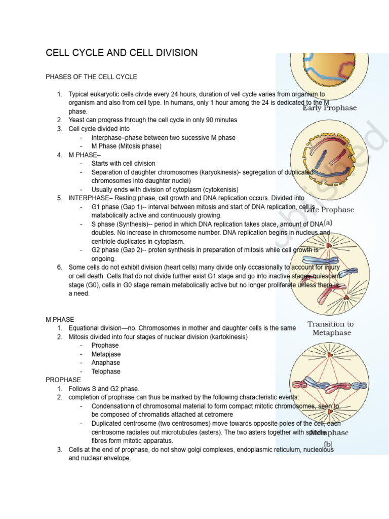 Cell Cycle and Cell Division | PDF | Meiosis | Mitosis