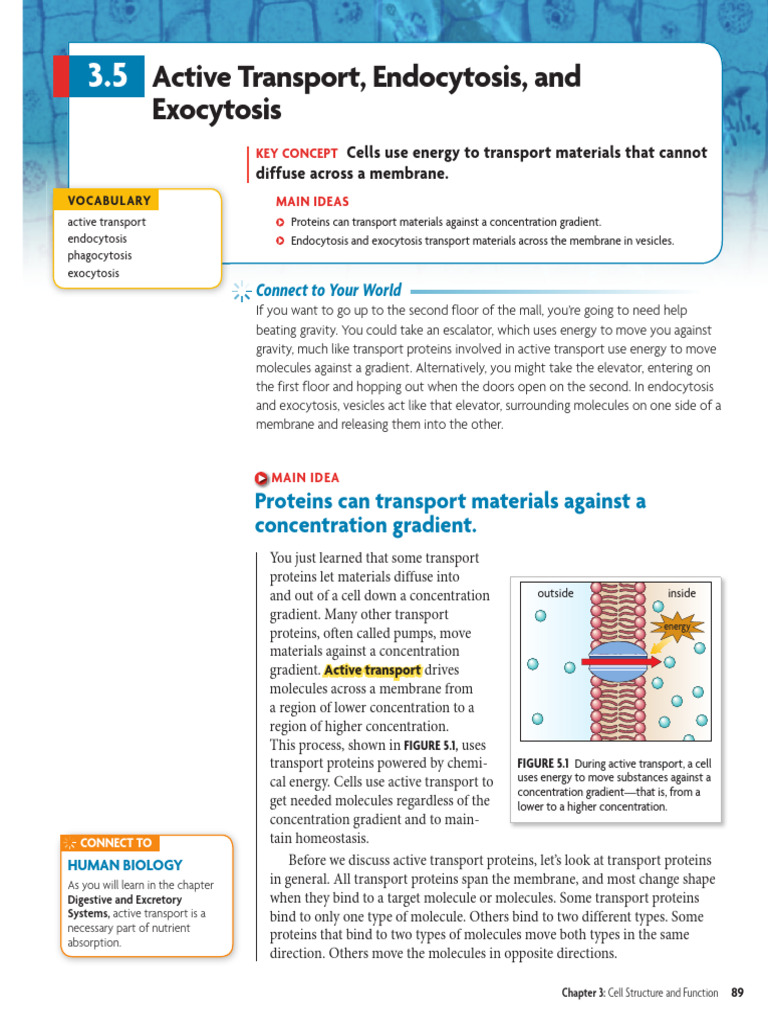 Unit 2 Chapter 3 Lesson 3.5 Active Transport, Endocytosis, and Exocytosis | PDF | Cell Biology ...