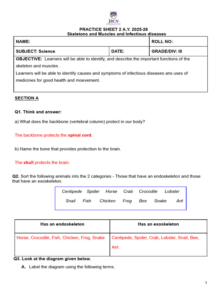 Answer Practice Tasksheet 2 - Skeleton and Muscles | PDF | Skeleton ...