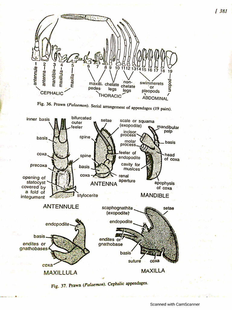 Prawn Anatomy: Appendages & Nervous System | PDF | Arthropodology ...