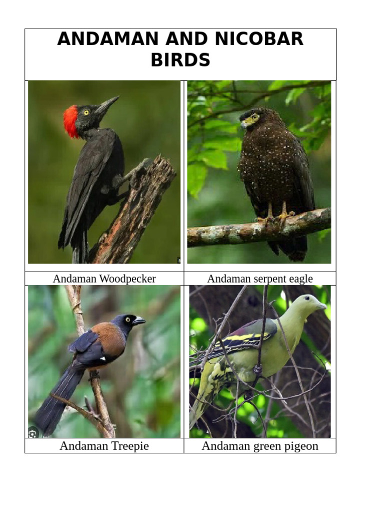 Andaman and Nicobar Birds | PDF
