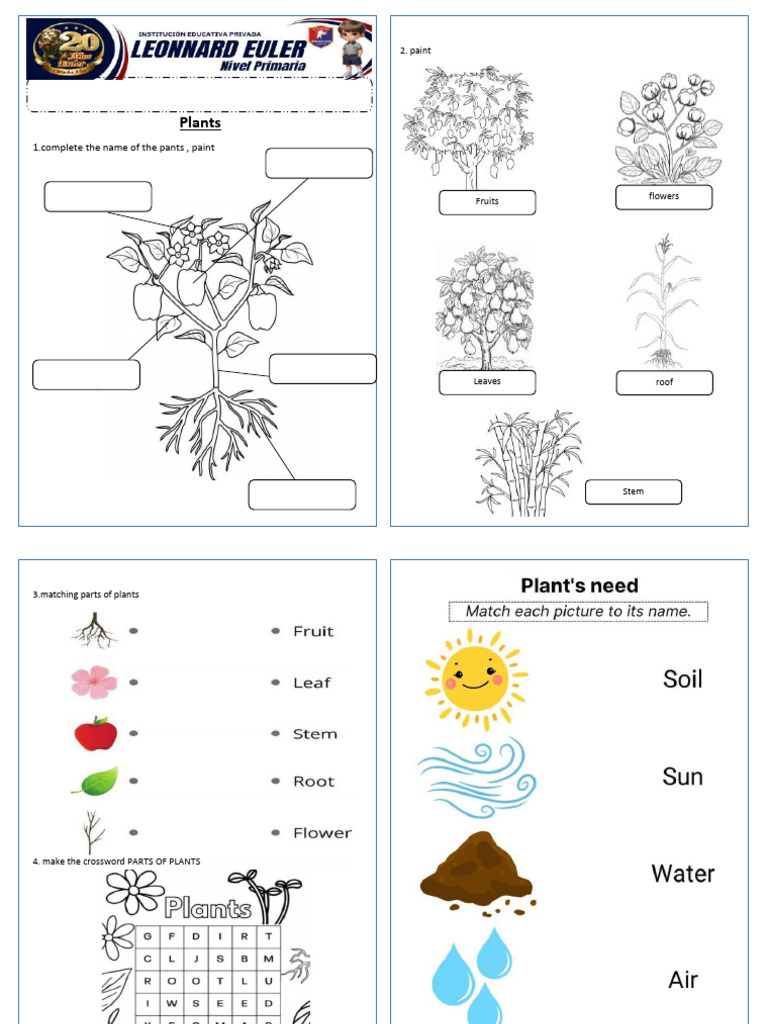 Parts of Plants: Educational Activities | PDF