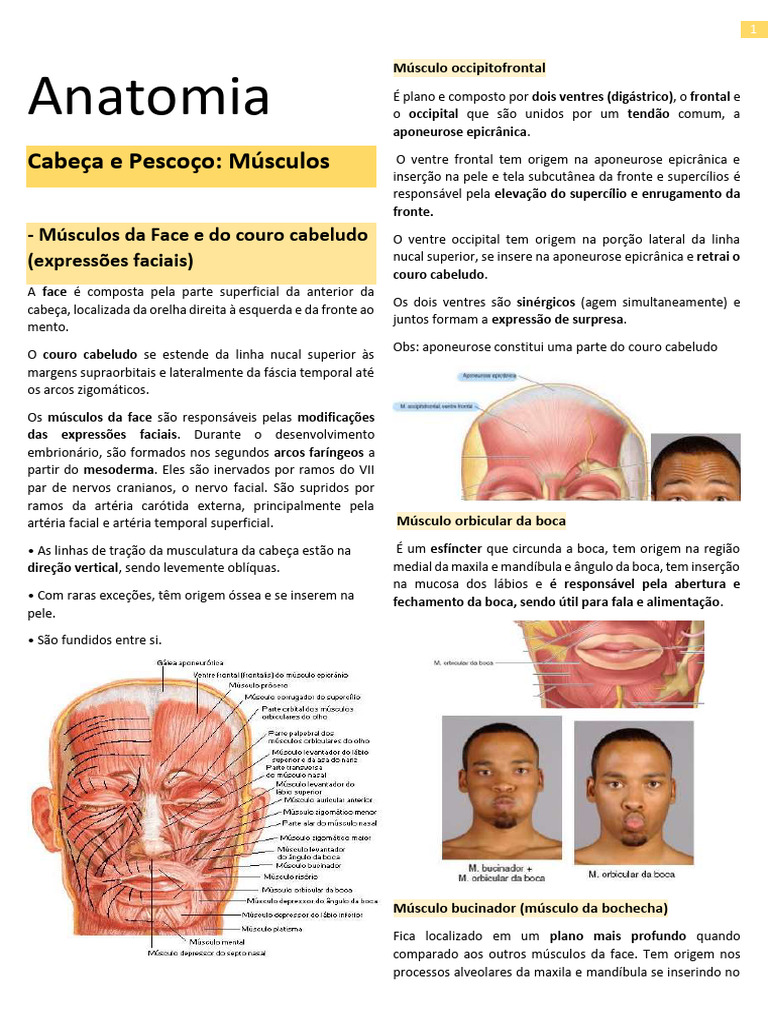 Músculos da Cabeça e Pescoço: Funções e Estruturas | PDF | Rosto ...