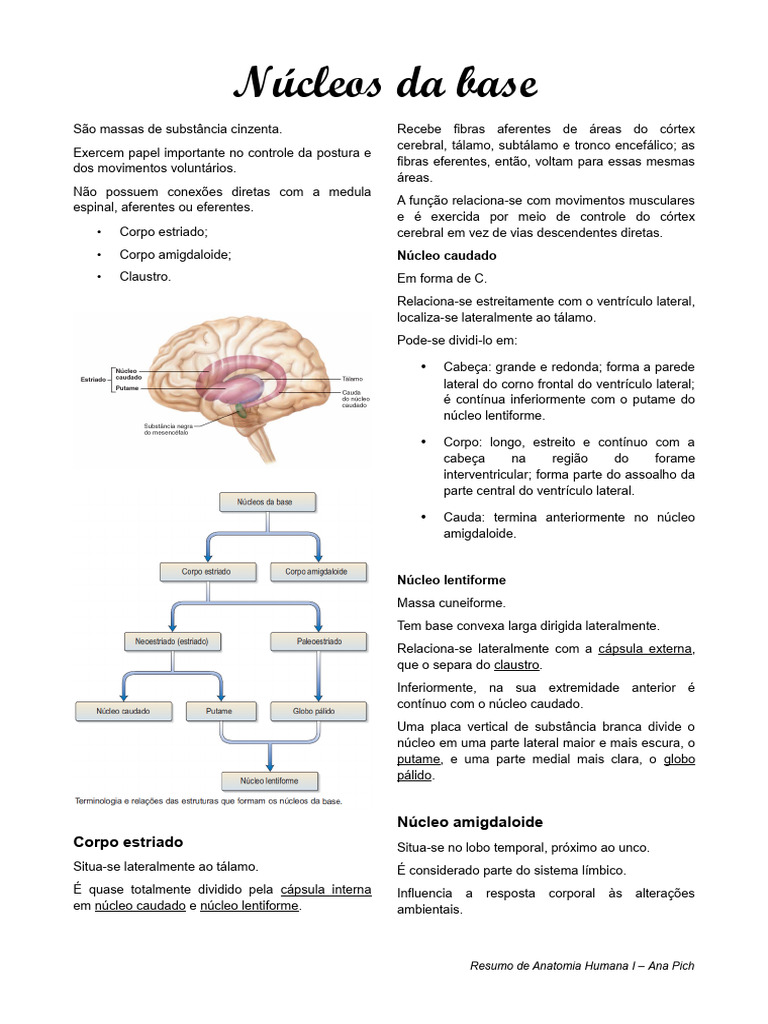 Funções e Estruturas dos Núcleos da Base | PDF | Córtex cerebral ...