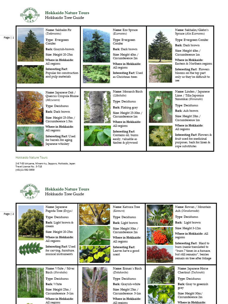 Hokkaido Tree Species Overview | PDF | Trees | Botany