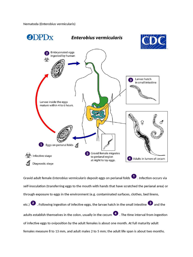 Patofisiologi Cacingan | PDF