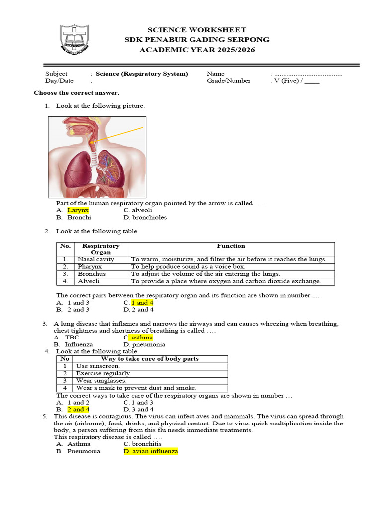 Science Respiratory System - 2 | PDF | Respiratory System | Lung