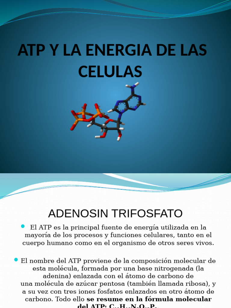 Energía Celular: Funciones del ATP | PDF
