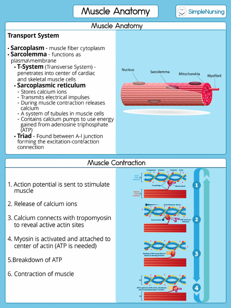 Muscle Anatomy 2 | PDF