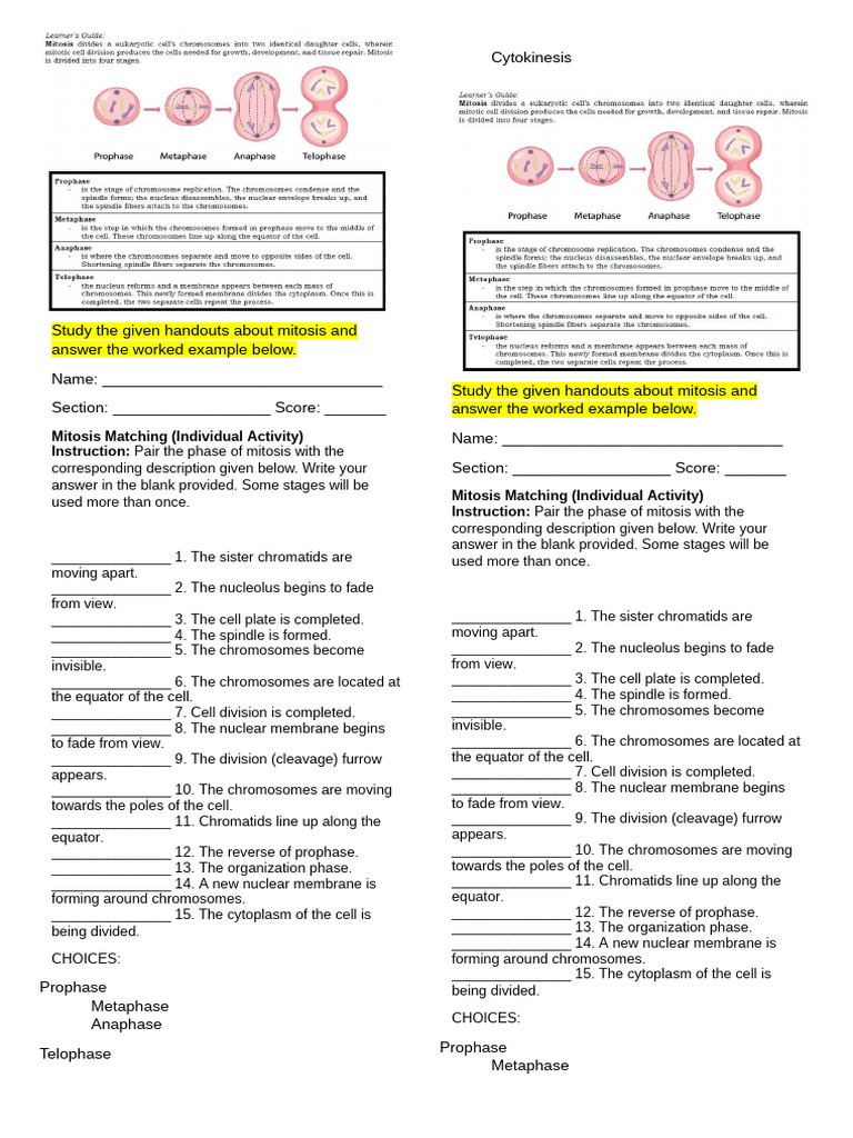 Mitosis Worksheet | PDF | Mitosis | Cell Biology