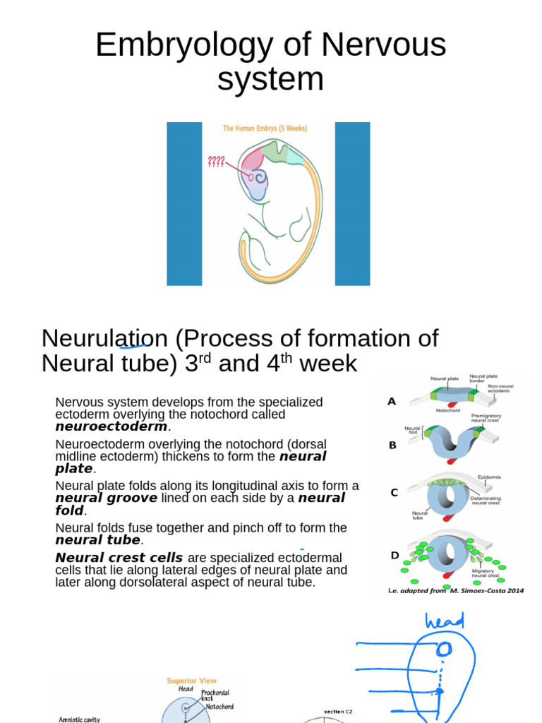 Nervous System Embryology Overview | PDF | Central Nervous System ...
