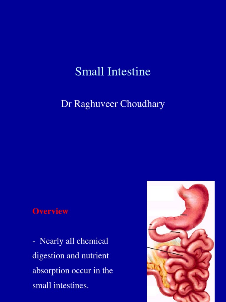 Small Intestine: Anatomy & Nutrient Absorption | PDF | Small Intestine ...
