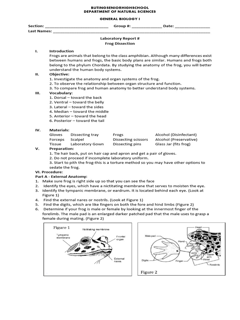 Frog Anatomy and Dissection Guide | PDF | Frog | Liver