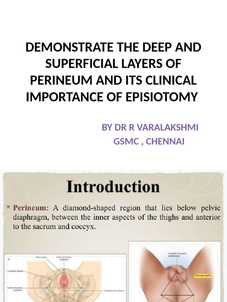 Layers of Perineum | PDF